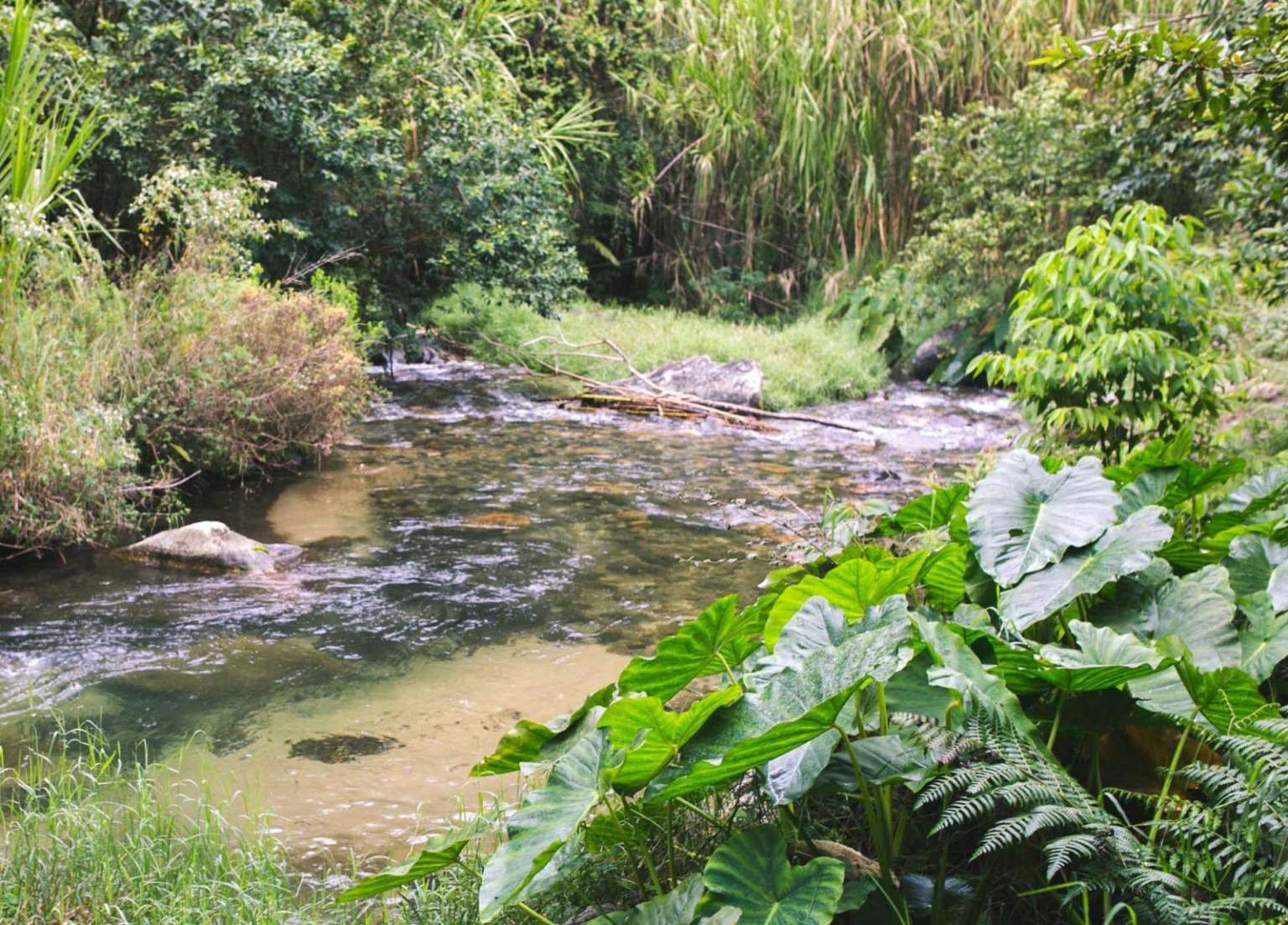 A Comprehensive Guide to Hiking Pico Duarte in the Dominican Republic